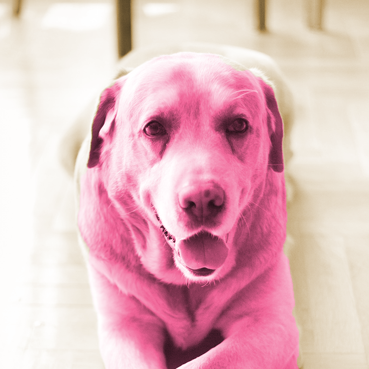 Labrador – Bells and Bristles