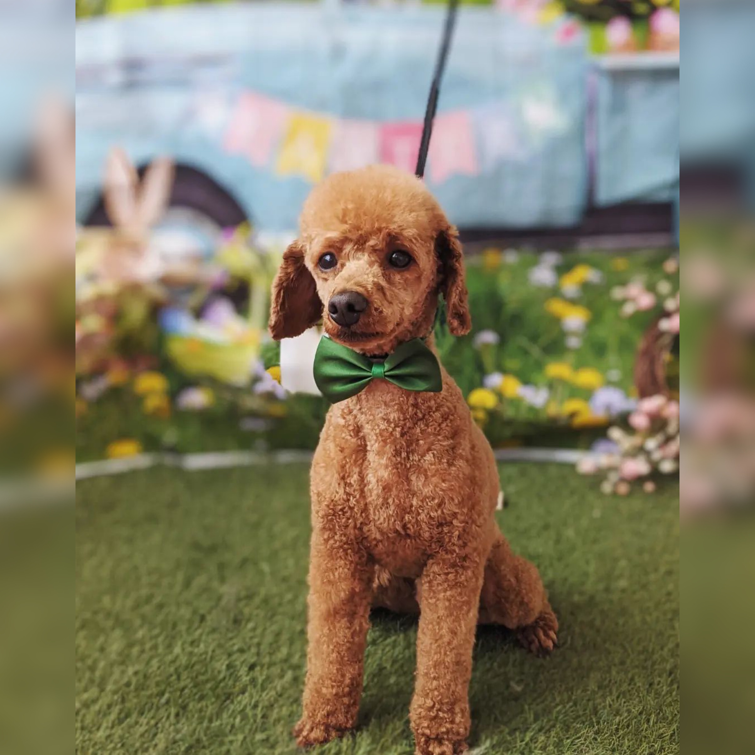 Toy Poodle – Bells and Bristles