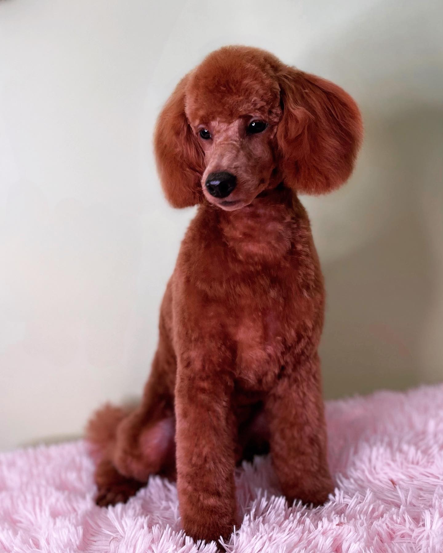 Miniature Poodle – Bells and Bristles