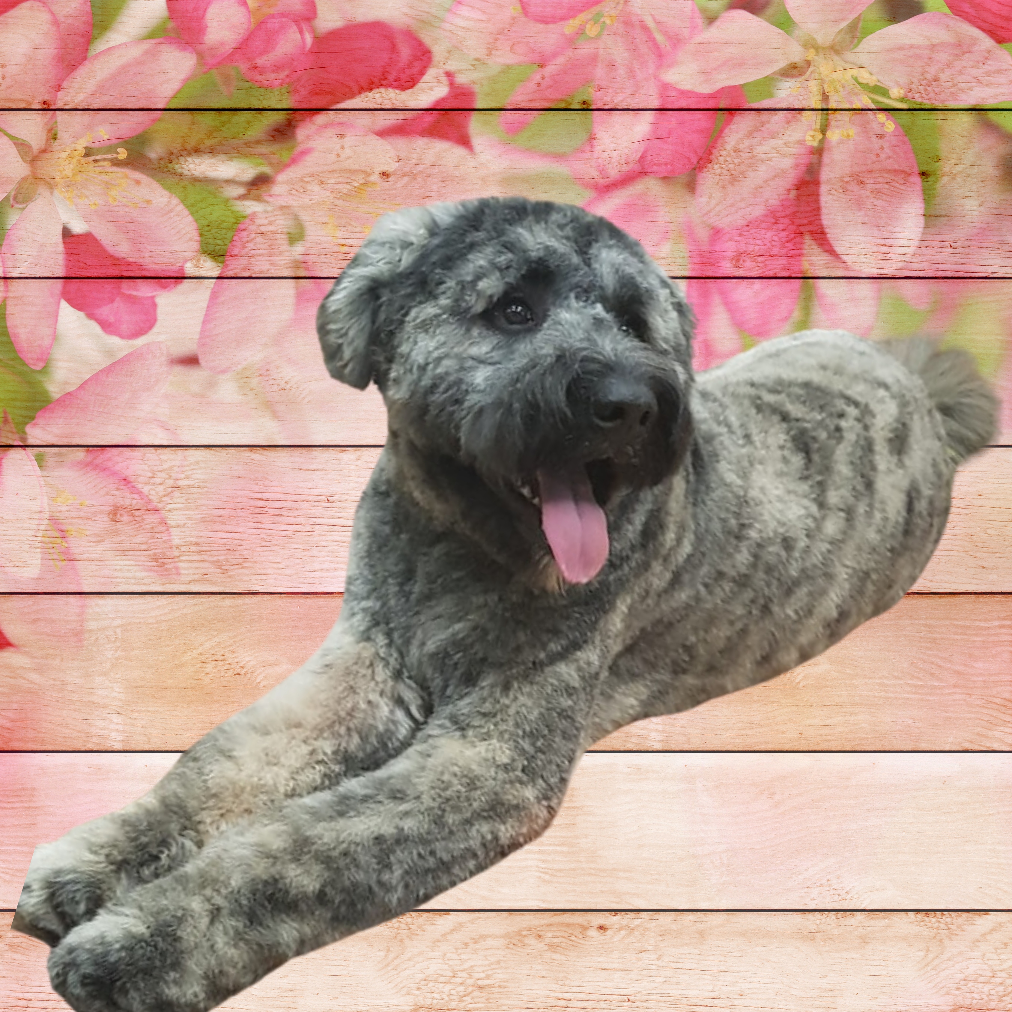 Select your dog breed: – Bells and Bristles